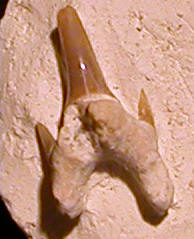 New Page 1 [chalk.discoveringfossils.co.uk]