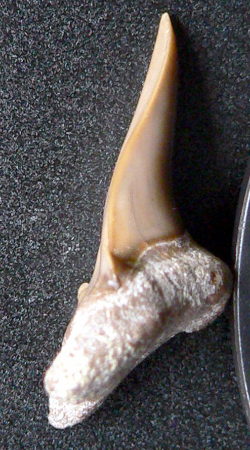 New Page 1 [chalk.discoveringfossils.co.uk]