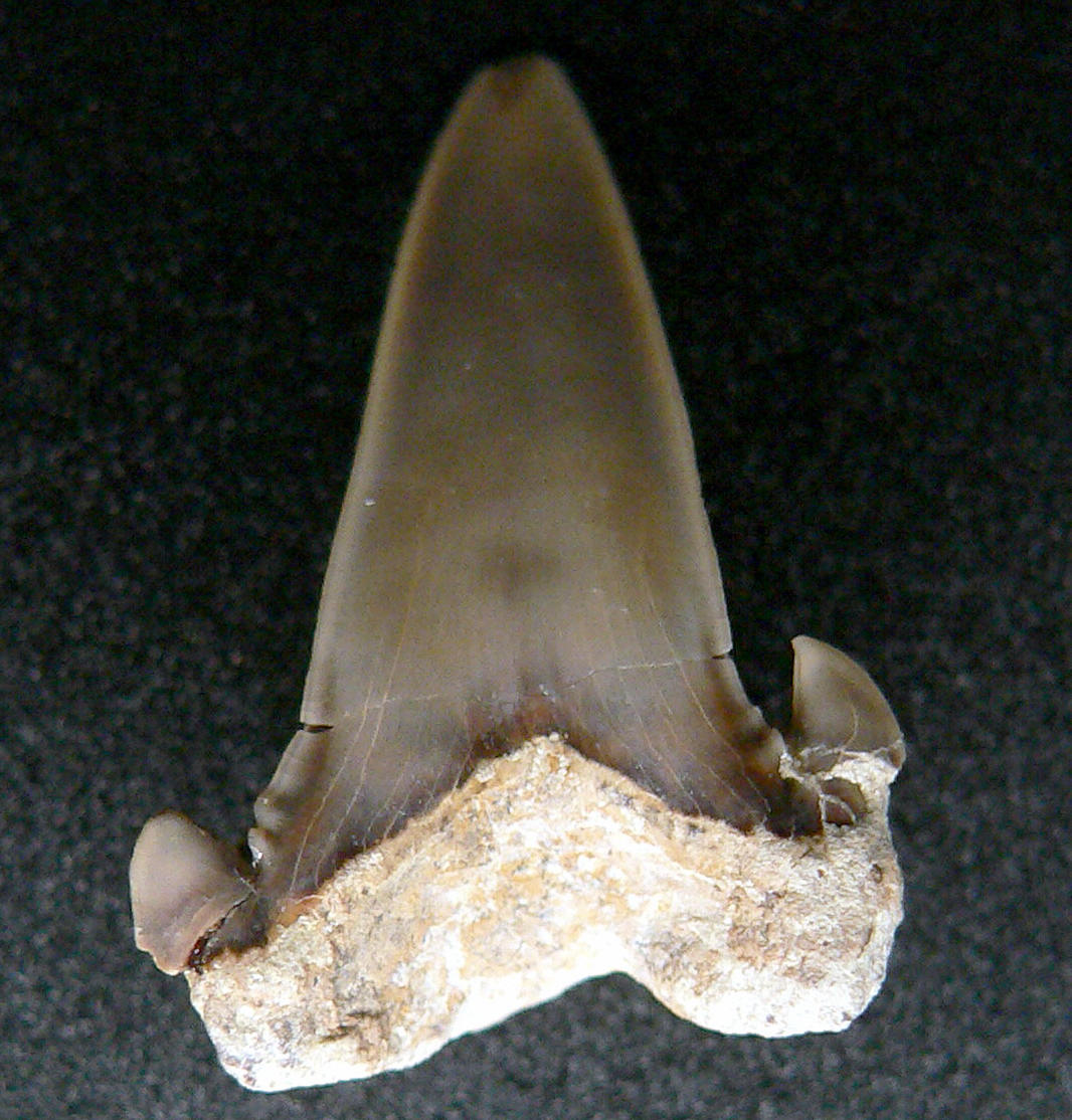 New Page 1 [chalk.discoveringfossils.co.uk]
