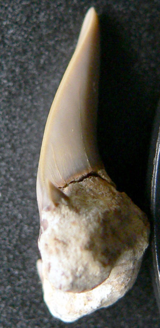 New Page 1 [chalk.discoveringfossils.co.uk]